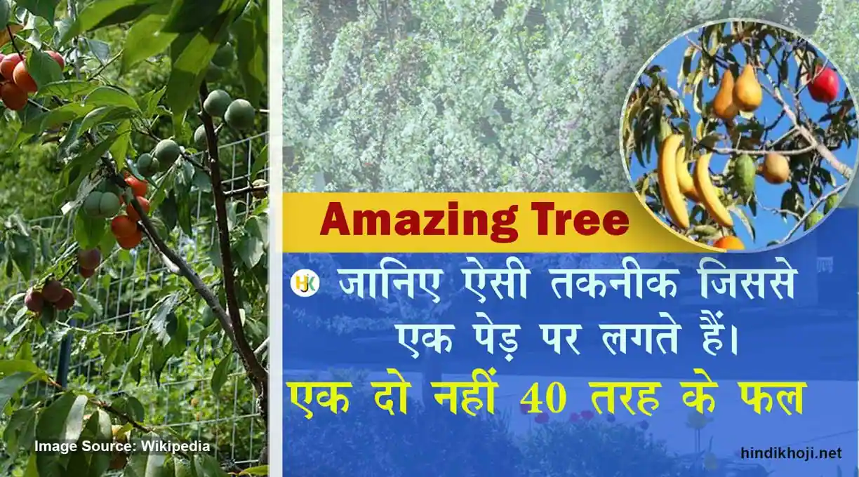 Amazing Facts about Tree of 40 | इस तकनीक के जरिए एक ही पेड़ पर लग सकते हैं कई फल, जानिए क्या ...